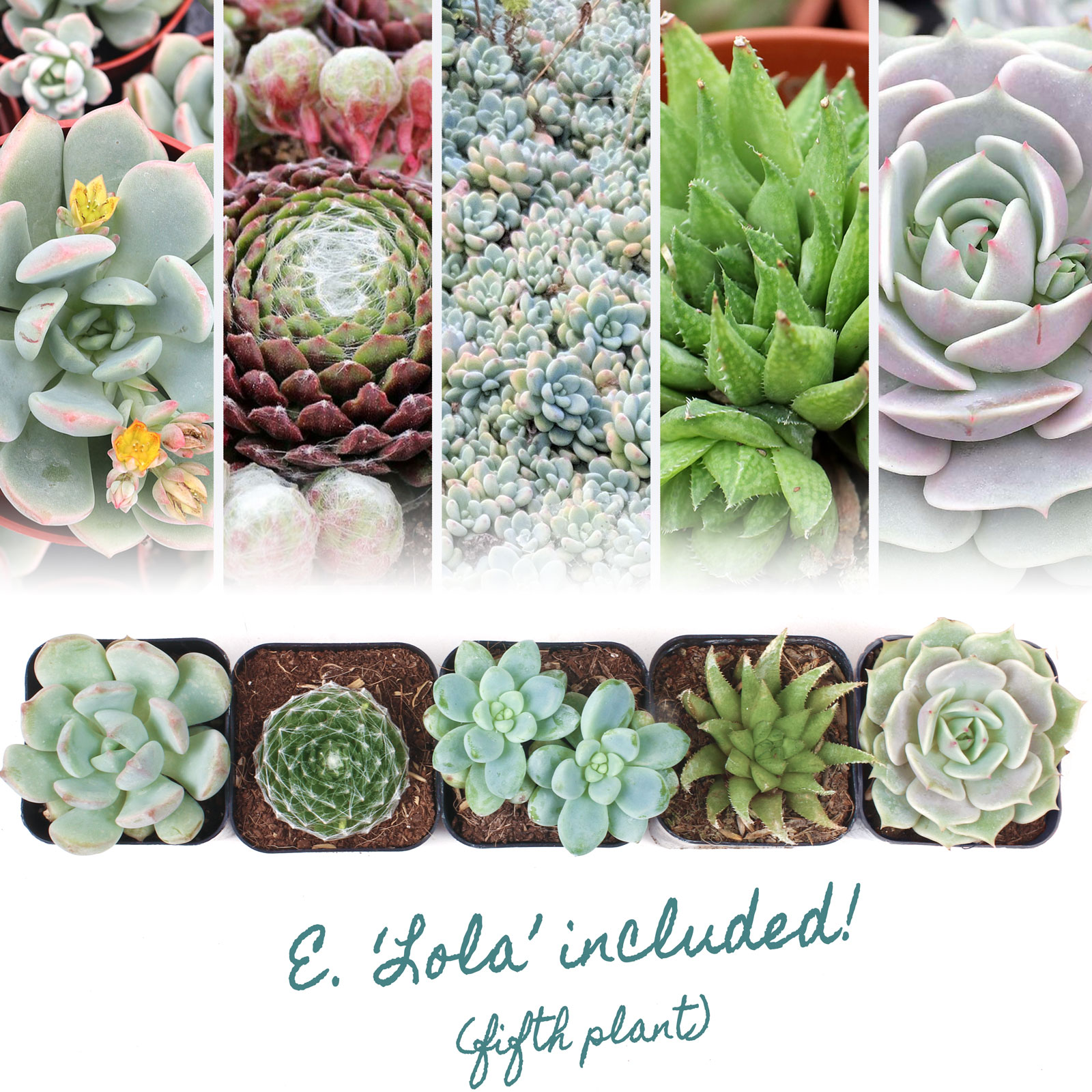 The Ultimate Succulent Club™ | Succulent Subscription