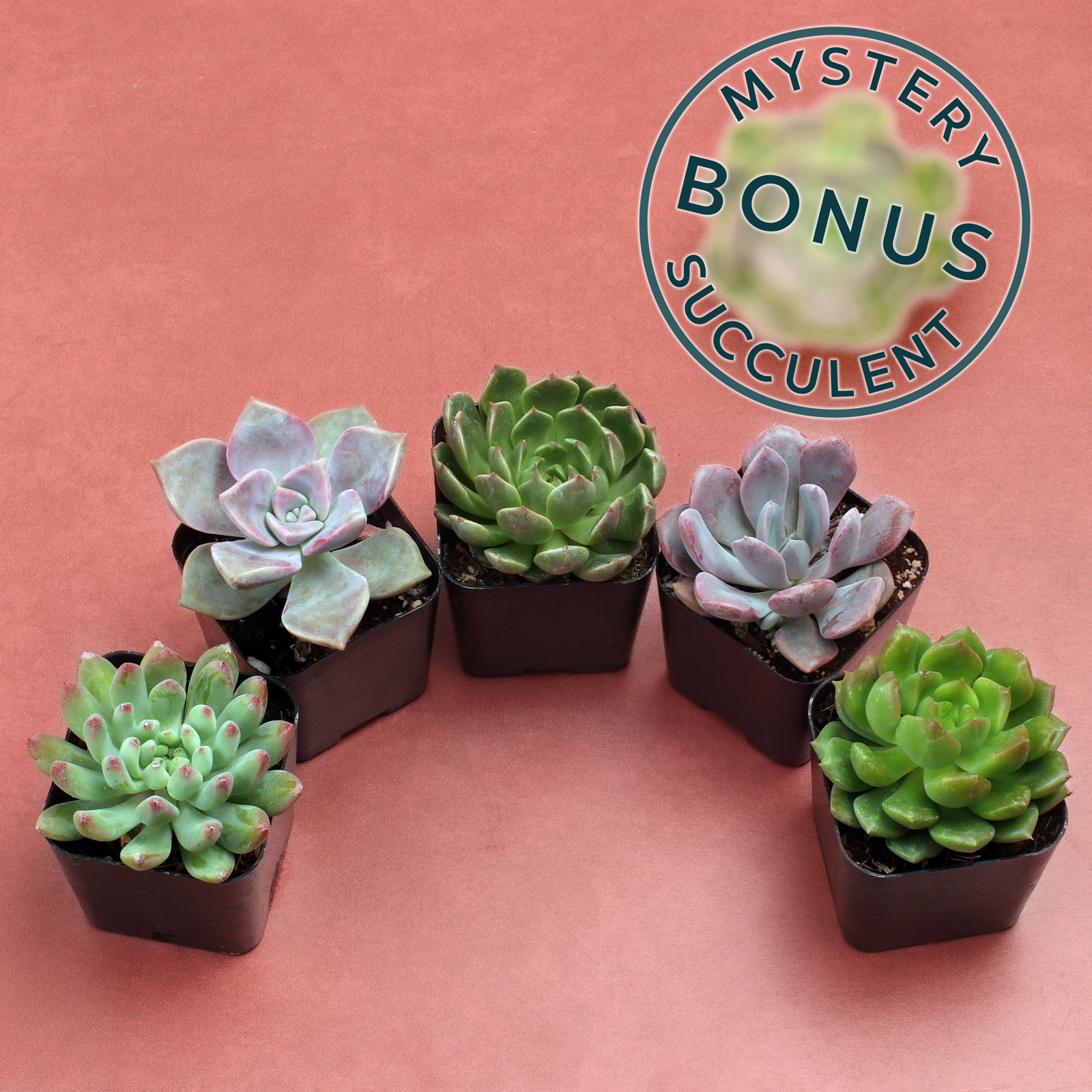 The Ultimate Succulent Club™ | Succulent Subscription