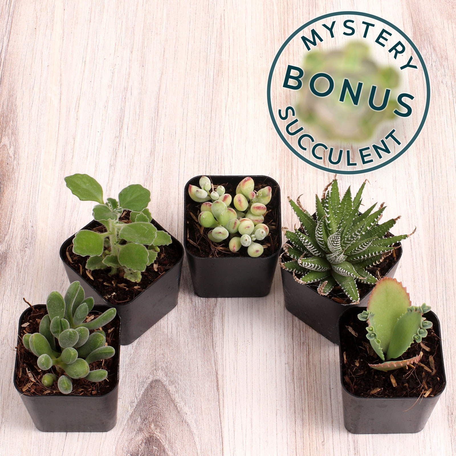 The Ultimate Succulent Club™ | Succulent Subscription