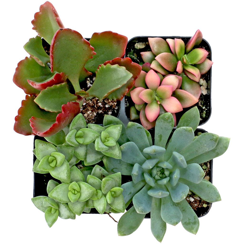 Succulent Club