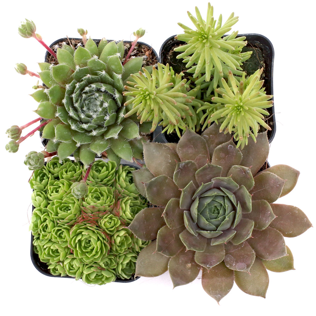 Succulent Club