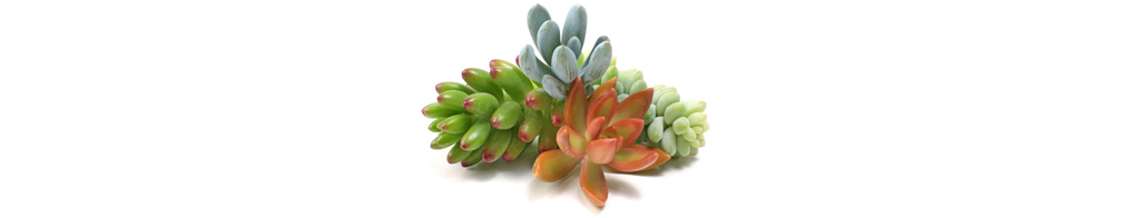 Planting Succulent Cuttings: A Visual Guide - Mountain Crest Gardens